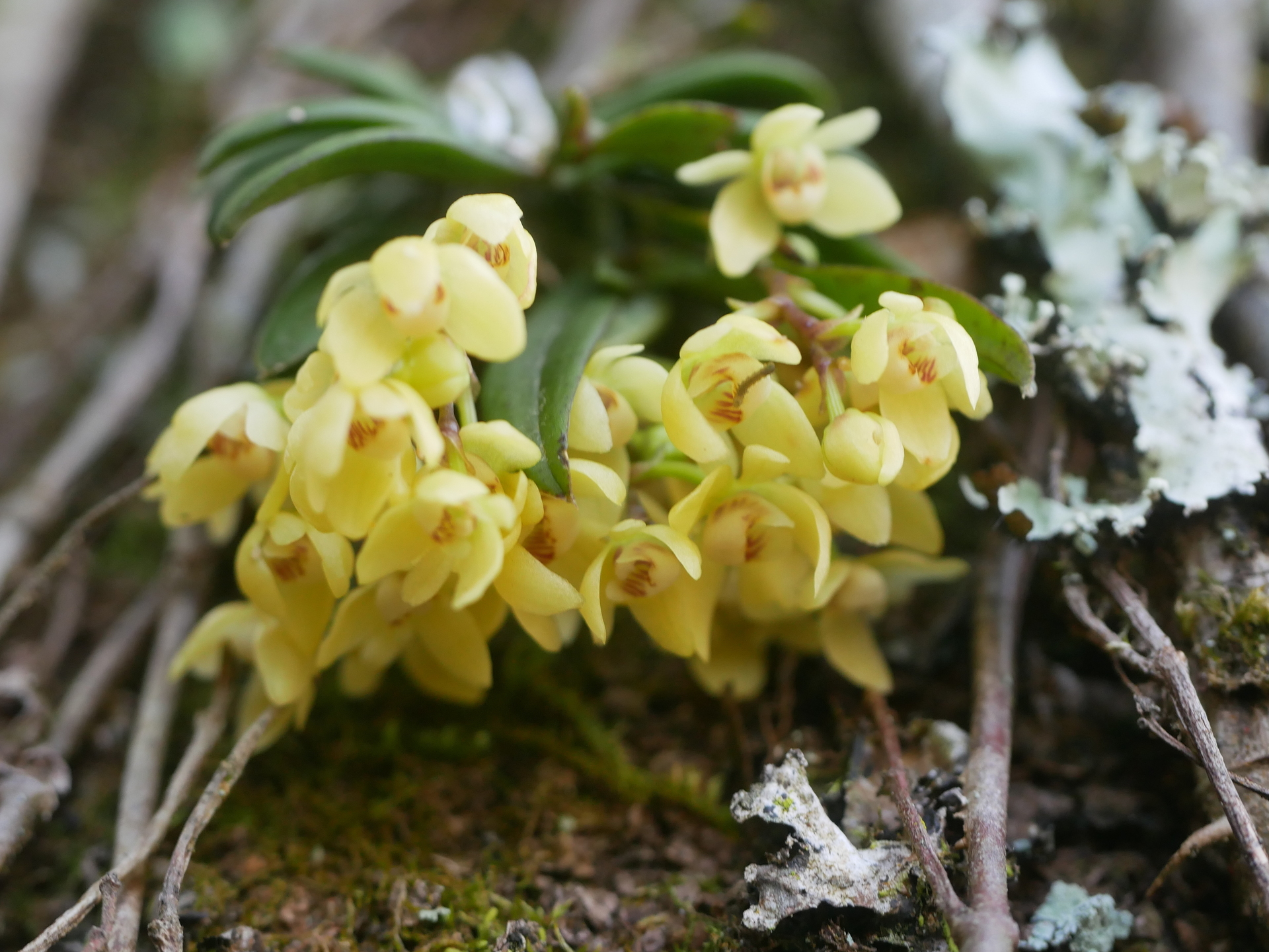 カヤラン: ぴーちゃんの徒然3